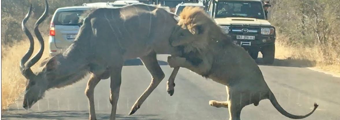 “Roadkill”: lions use tourists as cover – AFRICA DIPLOMATIC