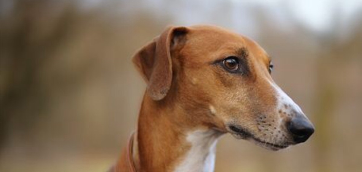 West African Dogs starring at show – AFRICA DIPLOMATIC